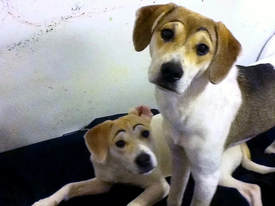 Beagle 13" | Puppypedia! Wiki | Fandom