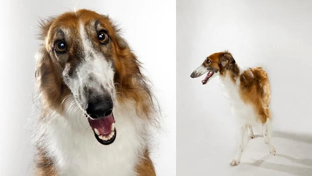 Borzoi | Puppypedia! Wiki | Fandom