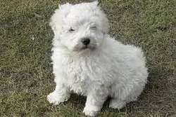 Puli | Puppypedia! Wiki | Fandom