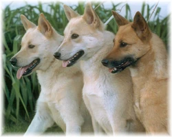 Canaan Dog | Puppypedia! Wiki | Fandom