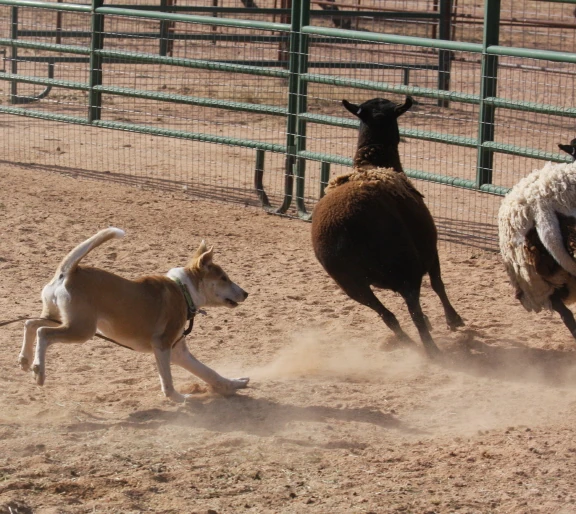 Herding Group | Puppypedia! Wiki | Fandom