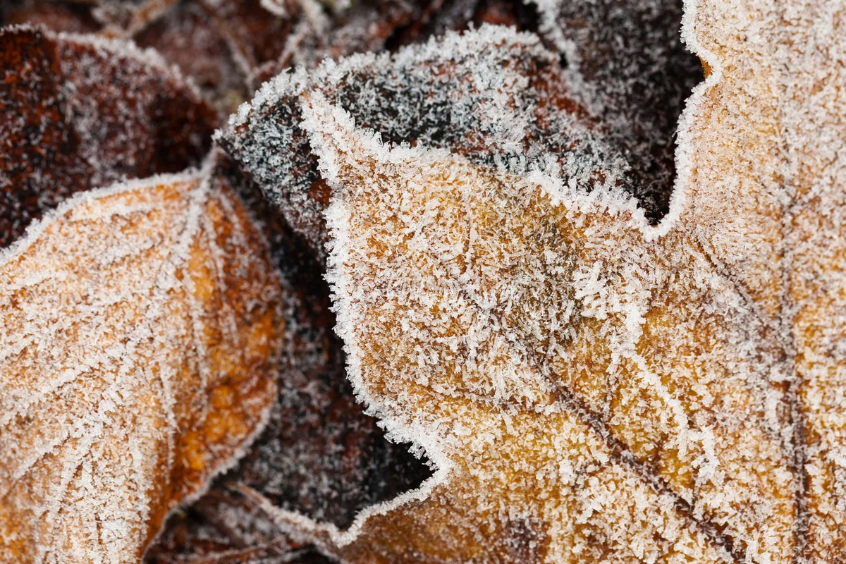 Frost | PuppyPOV Wiki | Fandom