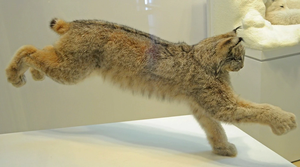 Canada Lynx | PuppyPOV Wiki | Fandom
