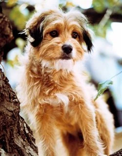 Benji | Pure Good Wiki | Fandom