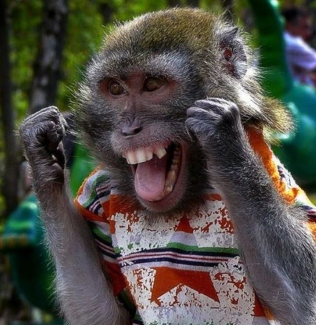 Bobo The Happy Monkey | Pure Amazingness Wiki | Fandom