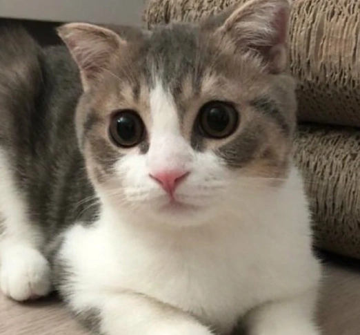 Peaches (cat) | Purry Productions Wikia | Fandom