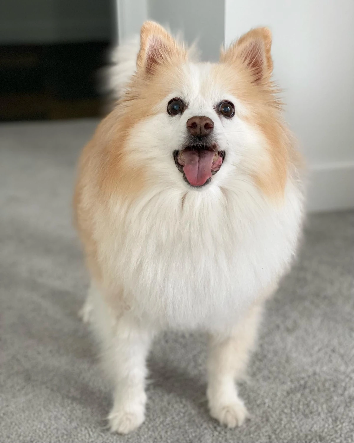 Gordon (real life) | Agent Binky: Pets of the Universe Wiki | Fandom