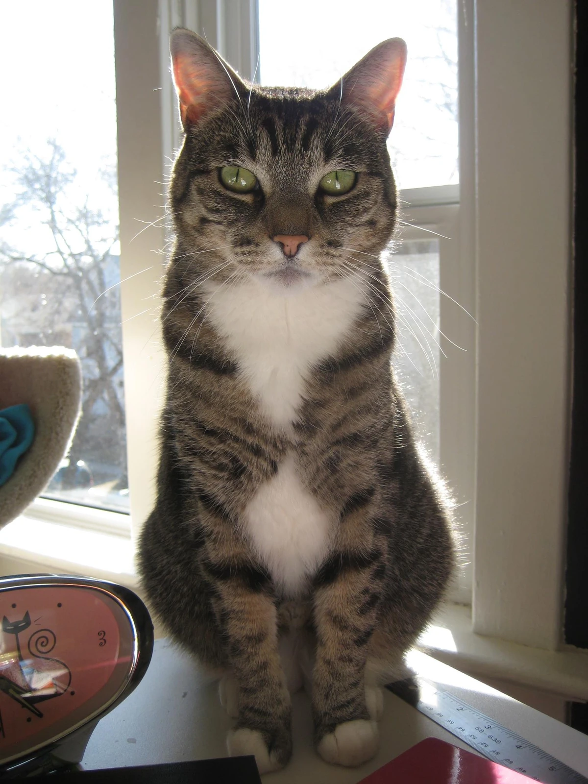 Gracie (real life) | Agent Binky: Pets of the Universe Wiki | Fandom