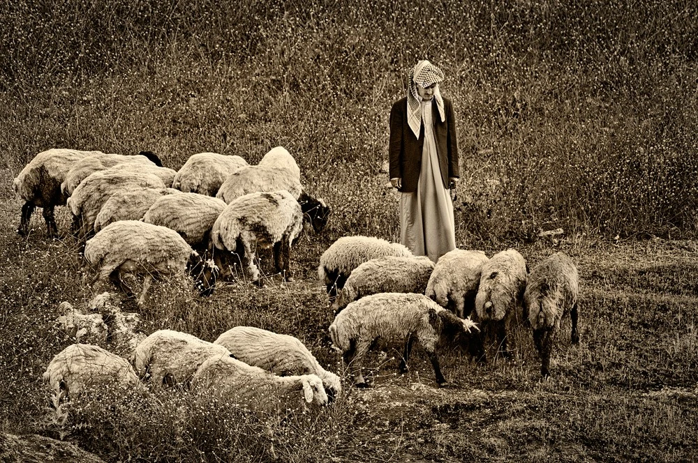 Mesopotamian Shepherd Zombie | Plants vs. Zombies Character Creator ...