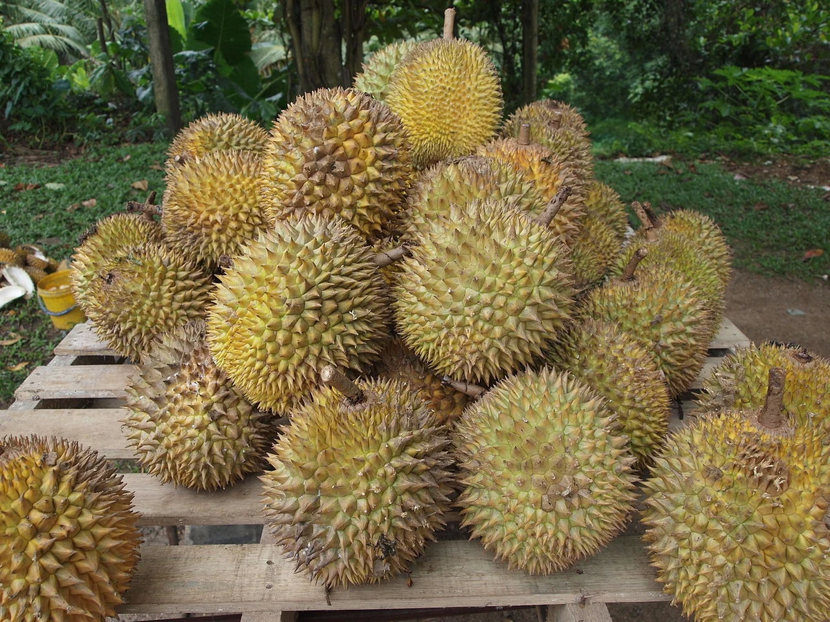 Durian-pult | Plants vs. Zombies Character Creator Wiki | Fandom