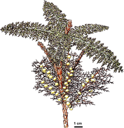 Rakeophyton | Plants vs. Zombies Character Creator Wiki | Fandom