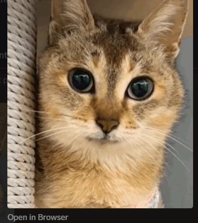 Kyyro | Pyrocynical Wiki | Fandom