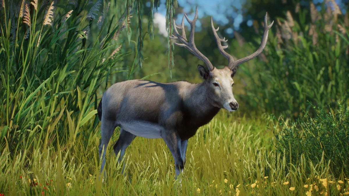 Pere David's Deer (Narwhaler) | Planet Zoo Modding Library Wiki | Fandom