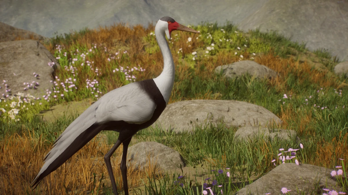 Wattled Crane (GingerToast) | Planet Zoo Modding Library Wiki | Fandom