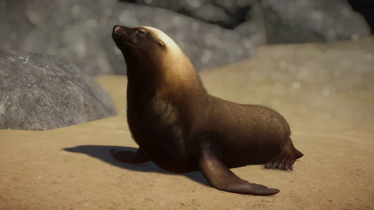 Australian Sea Lion (Narwhaler) | Planet Zoo Modding Library Wiki | Fandom