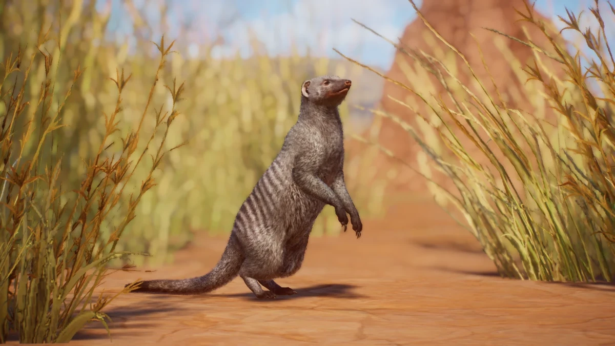 Banded Mongoose (Narwhaler) | Planet Zoo Modding Library Wiki | Fandom