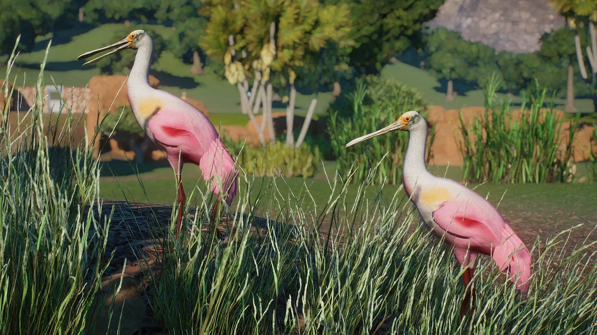 Roseate Spoonbill (Bubblywums) | Planet Zoo Modding Library Wiki | Fandom