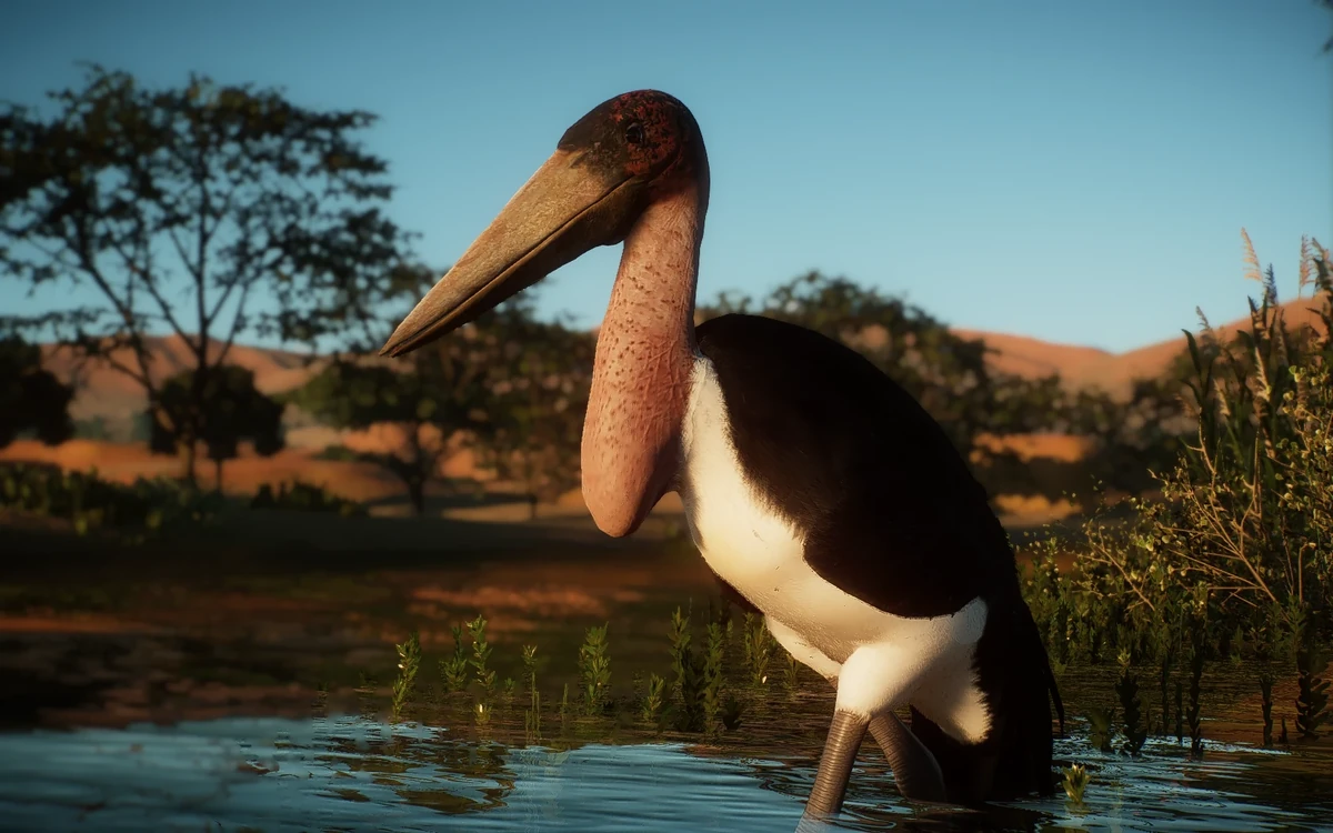 Marabou Stork (Bubblywums) | Planet Zoo Modding Library Wiki | Fandom
