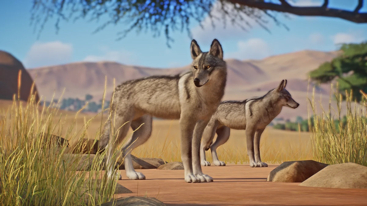 Indian Wolf (Gabboi) | Planet Zoo Modding Library Wiki | Fandom
