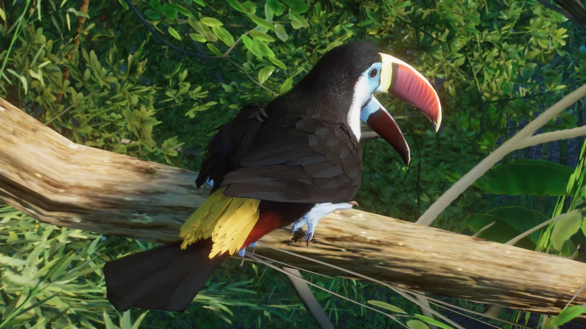 White-Throated Toucan (GreatCakeMods) | Planet Zoo Modding Library Wiki | Fandom