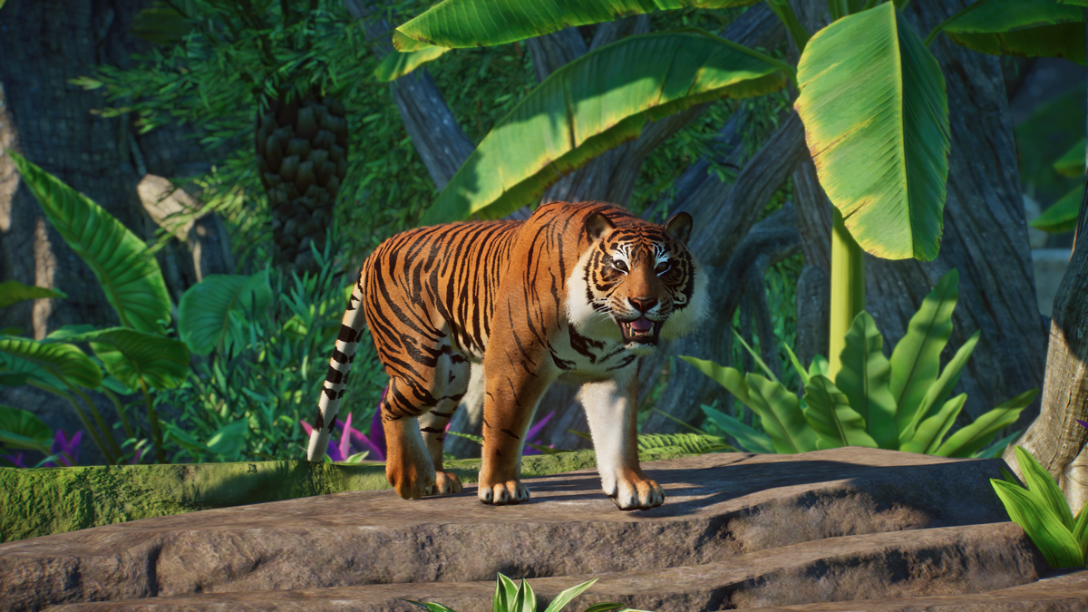 Sumatran Tiger (LevelWolf) | Planet Zoo Modding Library Wiki | Fandom