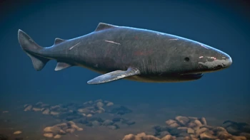 Pacific Sleeper Shark (Buffzoo) | Planet Zoo Modding Library Wiki | Fandom