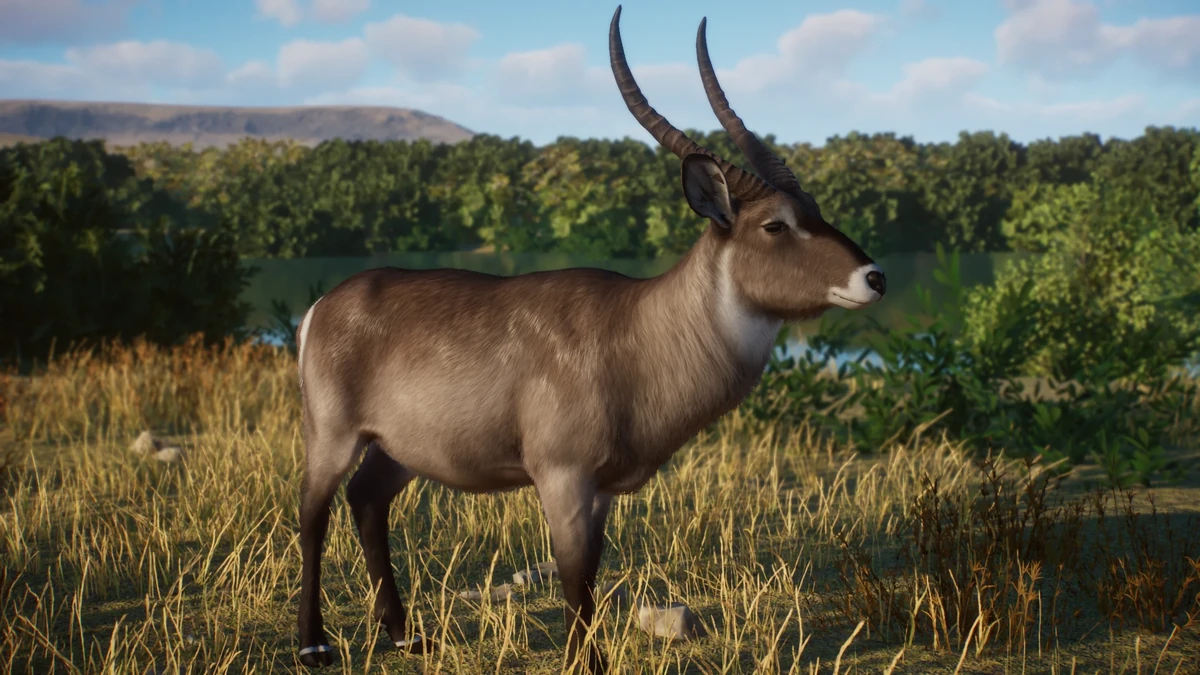 Common Waterbuck (BongoHardwood) | Planet Zoo Modding Library Wiki | Fandom
