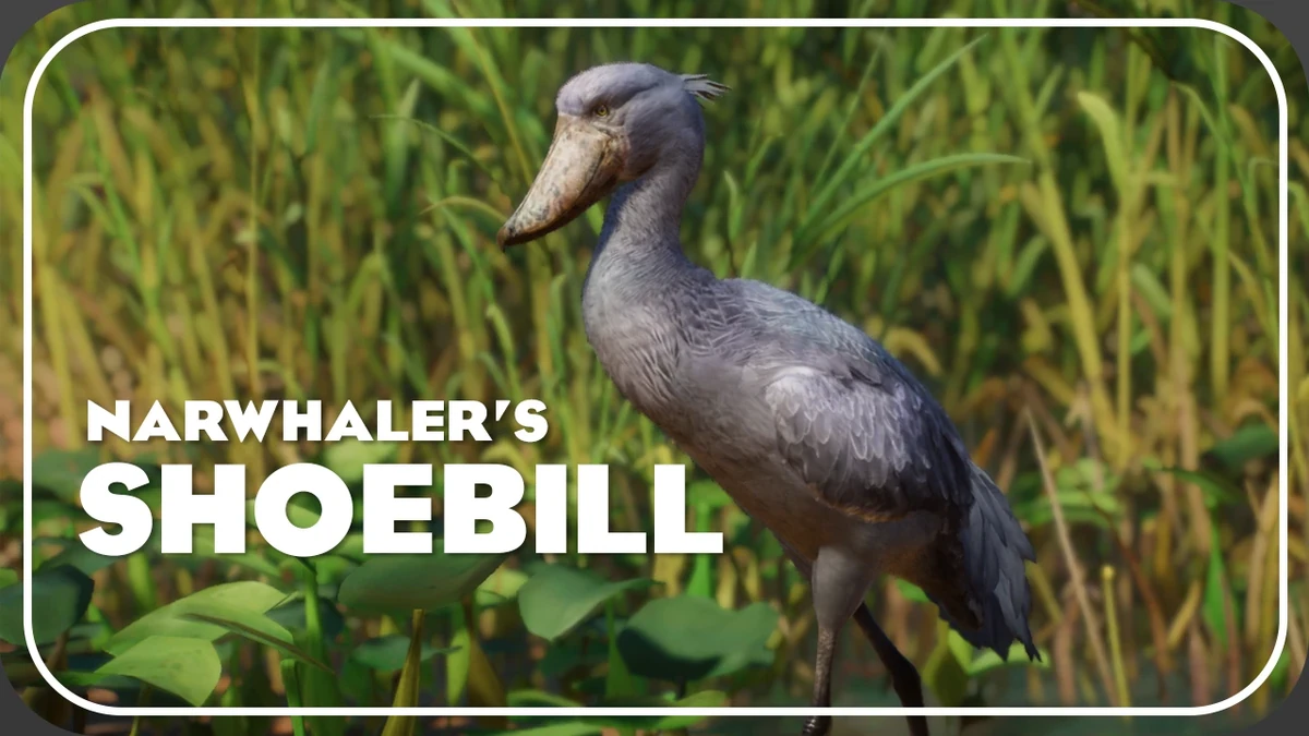Shoebill (Narwhaler) | Planet Zoo Modding Library Wiki | Fandom