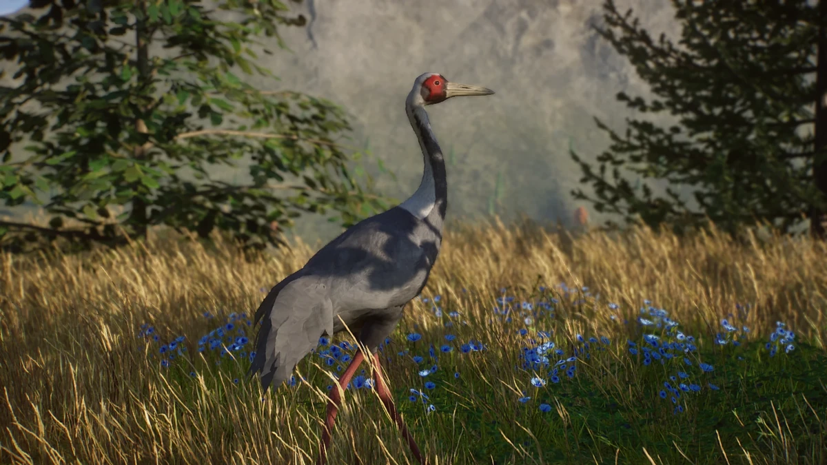 White-Naped Crane (GingerToast) | Planet Zoo Modding Library Wiki | Fandom