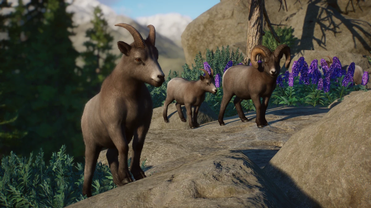 Bighorn Sheep (Narwhaler) | Planet Zoo Modding Library Wiki | Fandom