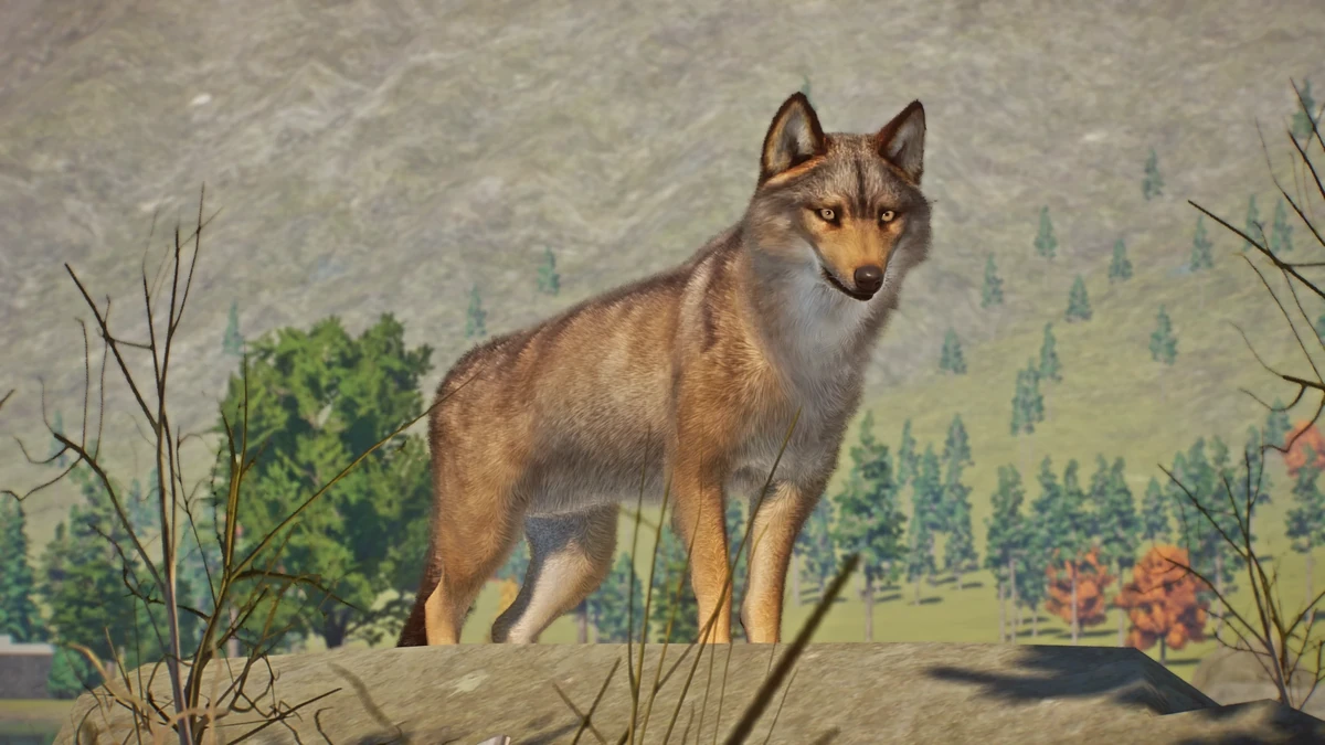 Algonquin Wolf (Gabboi) | Planet Zoo Modding Library Wiki | Fandom