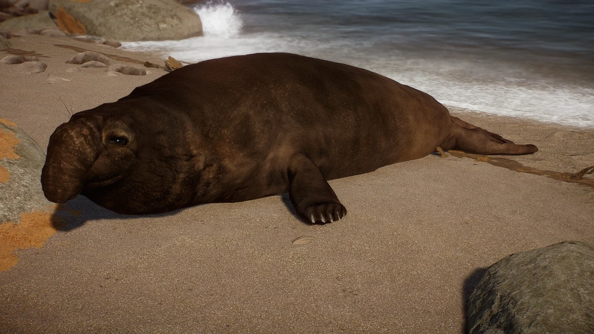 Southern Elephant Seal (Monsoon) | Planet Zoo Modding Library Wiki | Fandom