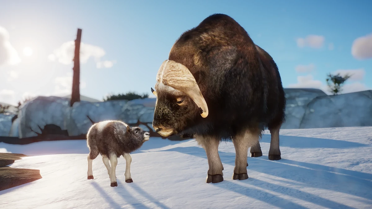 Muskox (Bubblywums) | Planet Zoo Modding Library Wiki | Fandom