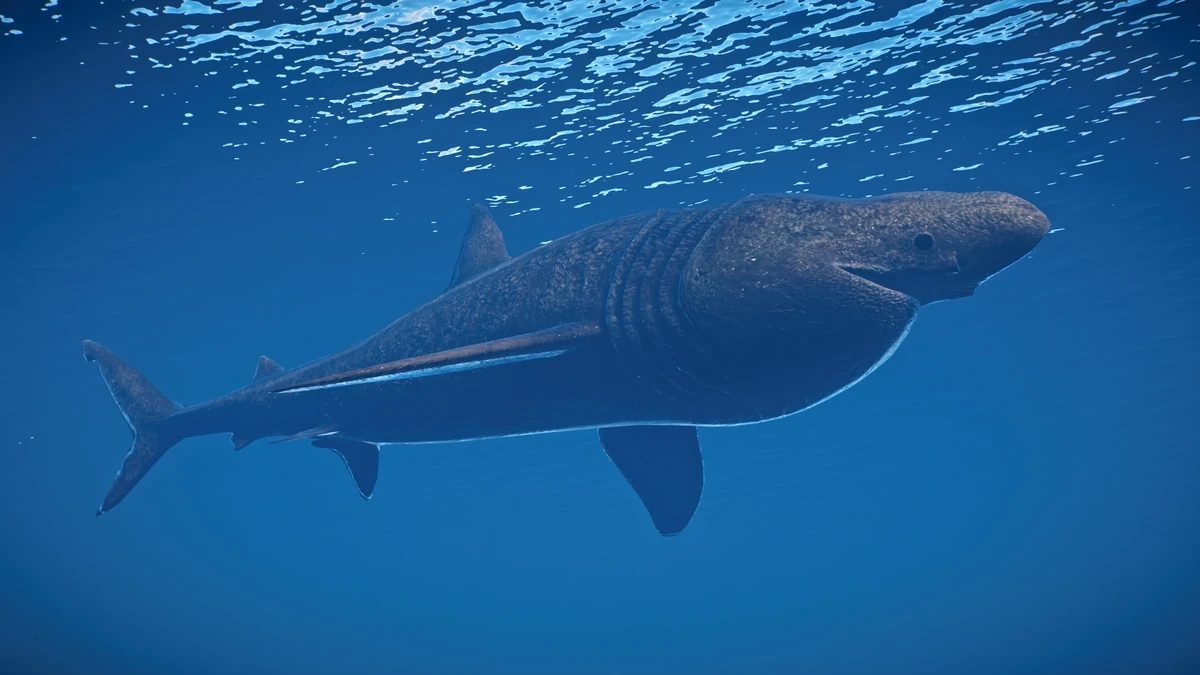 Basking Shark (Buffzoo) | Planet Zoo Modding Library Wiki | Fandom