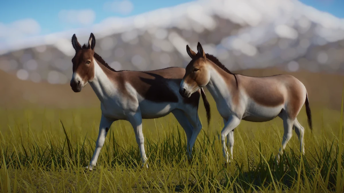 Kiang (Narwhaler) | Planet Zoo Modding Library Wiki | Fandom