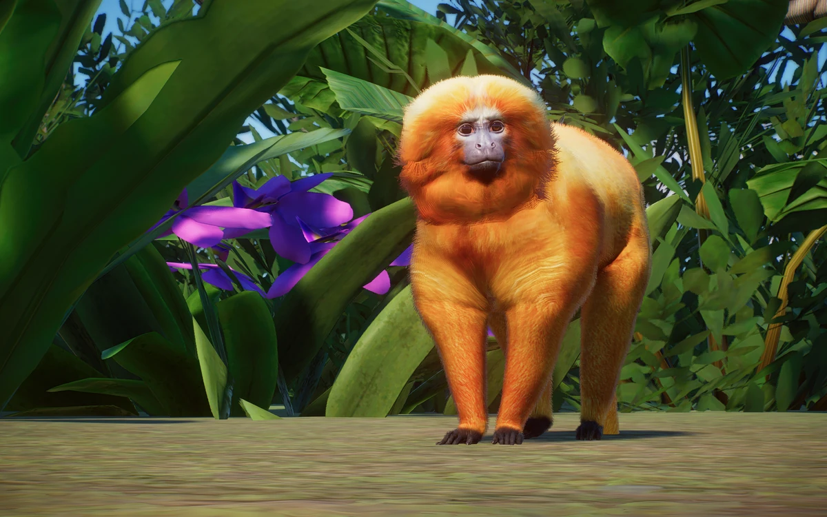 Golden Lion Tamarin (NicholasLionRider) | Planet Zoo Modding Library Wiki | Fandom