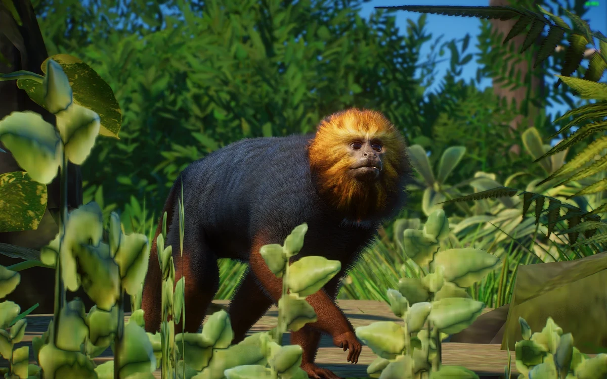 Golden-Headed Lion Tamarin (Squatch) | Planet Zoo Modding Library Wiki | Fandom