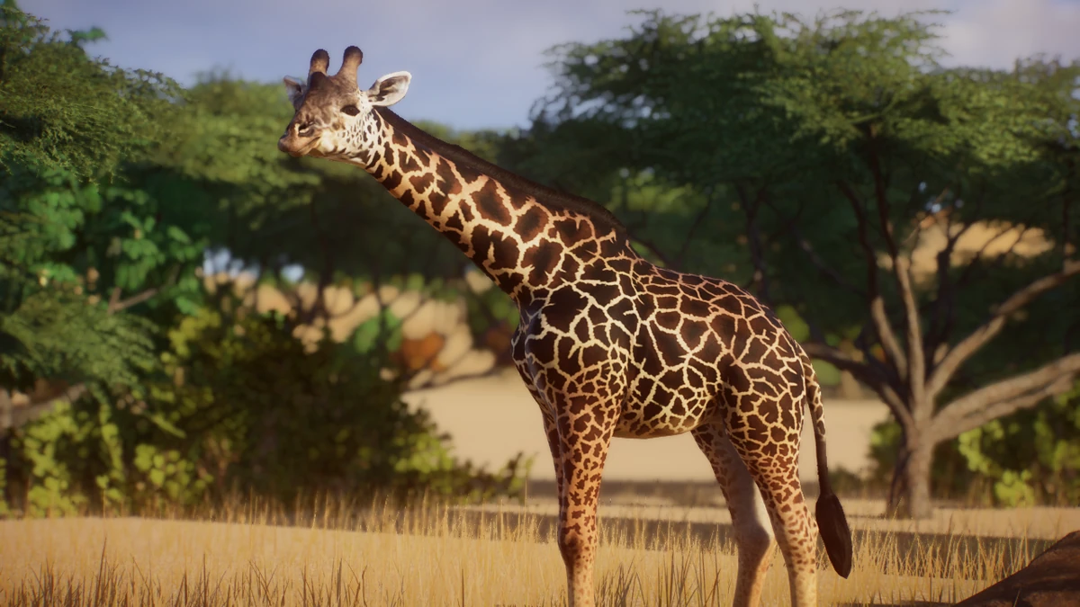 Masai Giraffe (Narwhaler) | Planet Zoo Modding Library Wiki | Fandom
