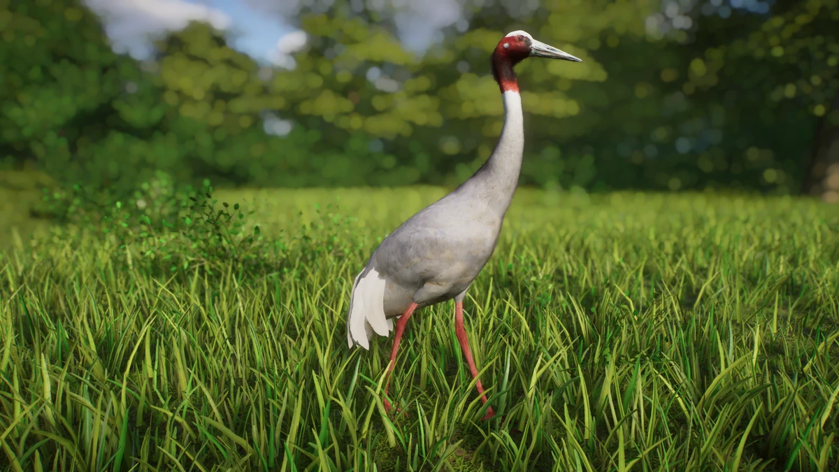 Sarus Crane (BongoHardwood) | Planet Zoo Modding Library Wiki | Fandom