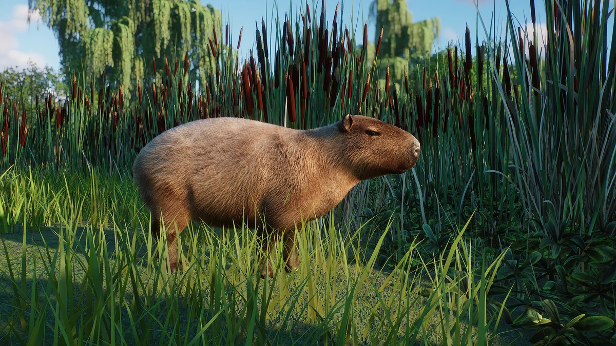 Capybara (Bubblywums) | Planet Zoo Modding Library Wiki | Fandom