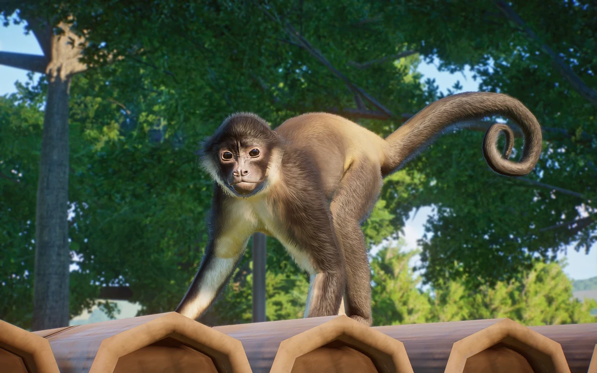 Yucatan Spider Monkey (MegaGamingRex) | Planet Zoo Modding Library Wiki | Fandom
