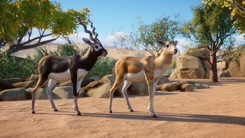 Blackbuck (Bubblywums) | Planet Zoo Modding Library Wiki | Fandom