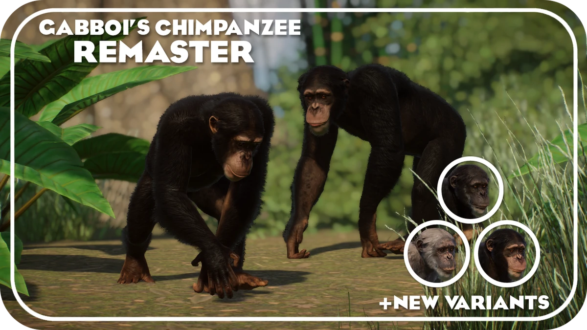 Western Chimpanzee Remaster (Gabboi) | Planet Zoo Modding Library Wiki | Fandom
