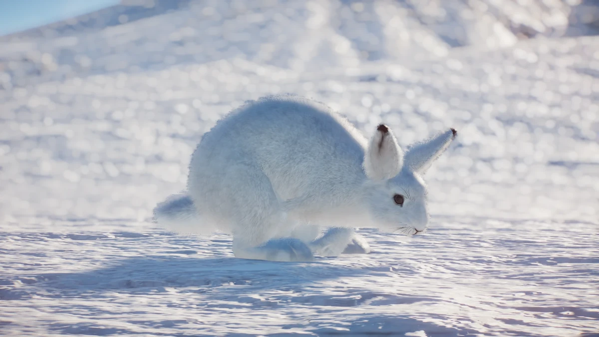 Arctic Hare (Narwhaler) | Planet Zoo Modding Library Wiki | Fandom