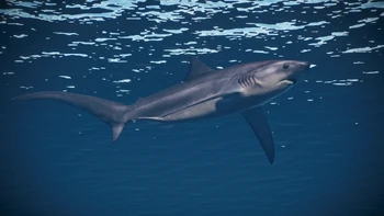 Pelagic Thresher Shark (Buffzoo) | Planet Zoo Modding Library Wiki | Fandom