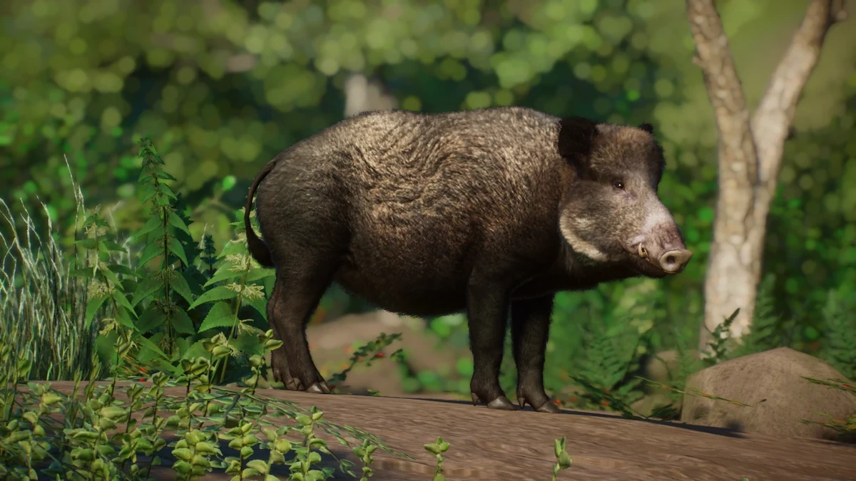 Wild Boar (Narwhaler) | Planet Zoo Modding Library Wiki | Fandom