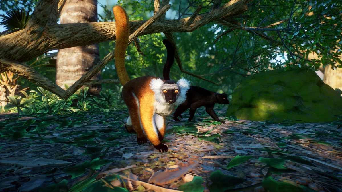 Black Lemur (BongoHardwood) | Planet Zoo Modding Library Wiki | Fandom