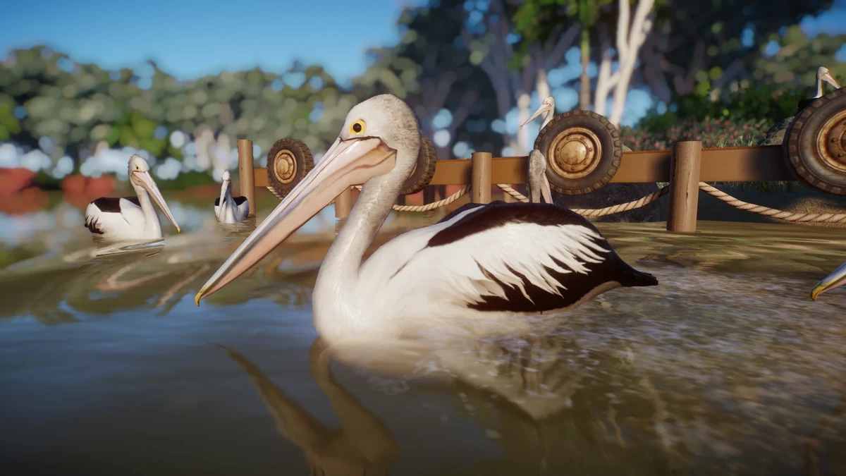 Australian Pelican (BongoHardwood) | Planet Zoo Modding Library Wiki | Fandom
