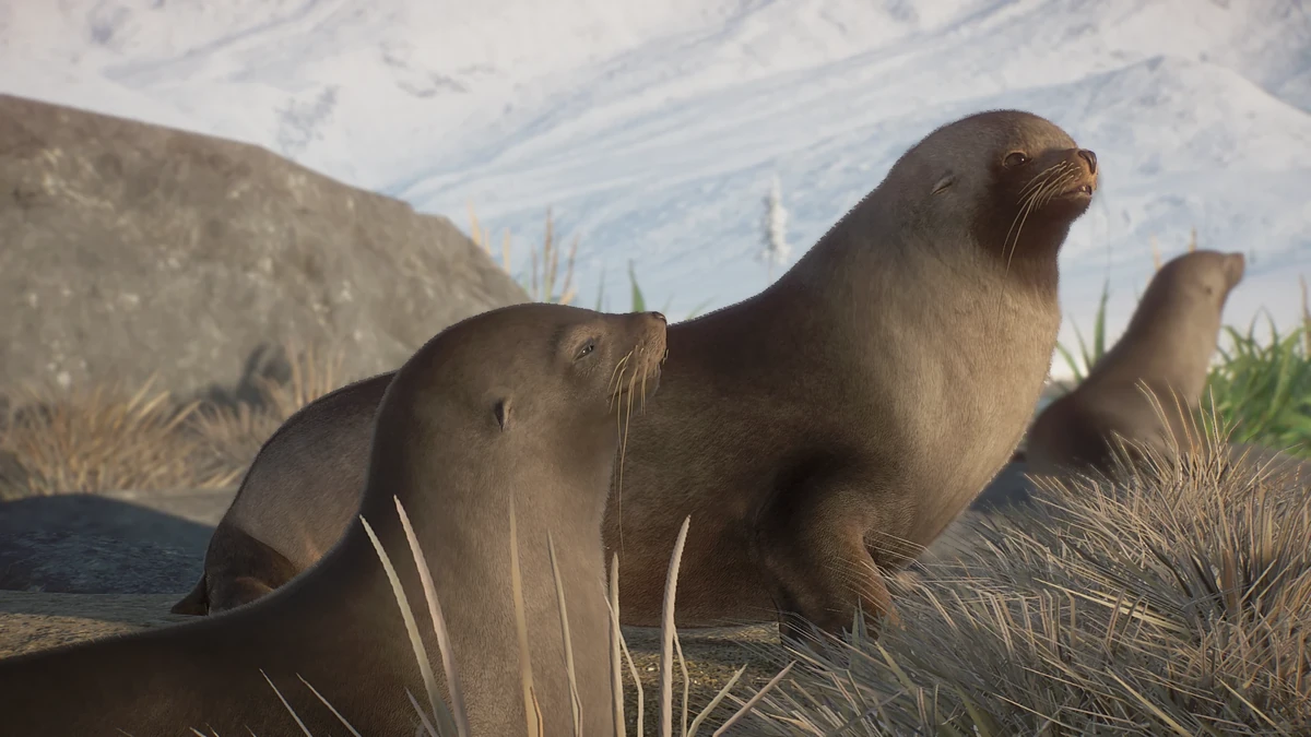 Antarctic Fur Seal (Gabboi) | Planet Zoo Modding Library Wiki | Fandom