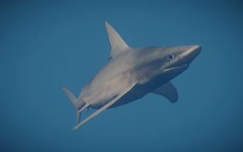 Sandbar Shark (Buffzoo) | Planet Zoo Modding Library Wiki | Fandom